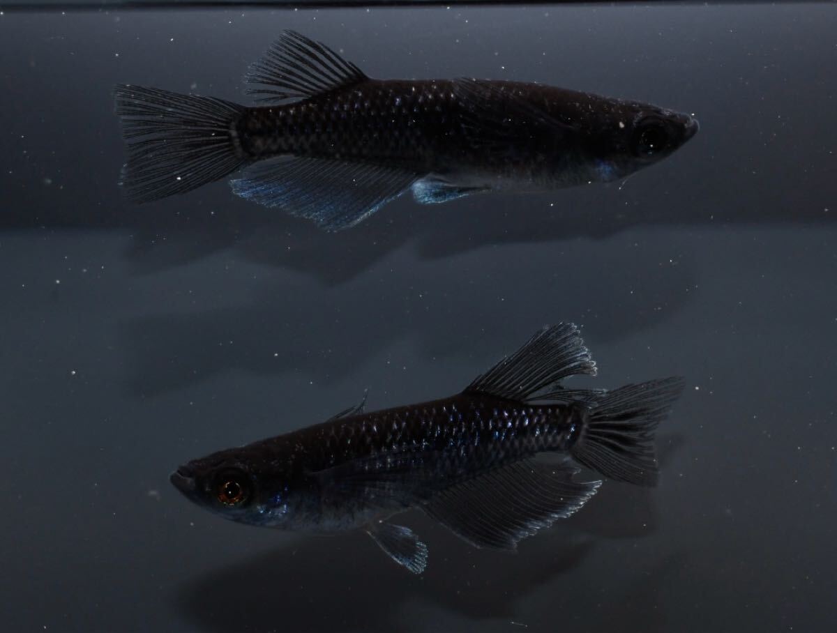 Yahoo!オークション - 【80】曜変天目×プレアデスアースアイ 若魚 RLF...