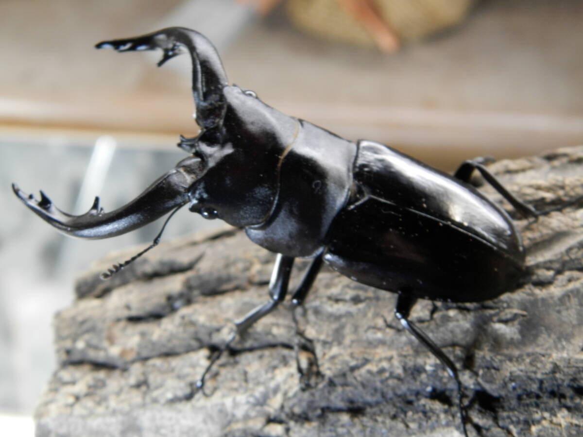 Yahoo!オークション - アマミノコギリクワガタ 72mm前後 1ペア 新成...