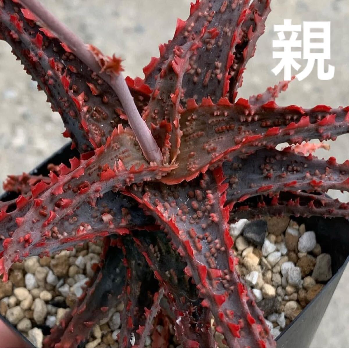 Yahoo!オークション - Aloe hyb 'Suisei' アロエ ハイブリッド 'スイセ...