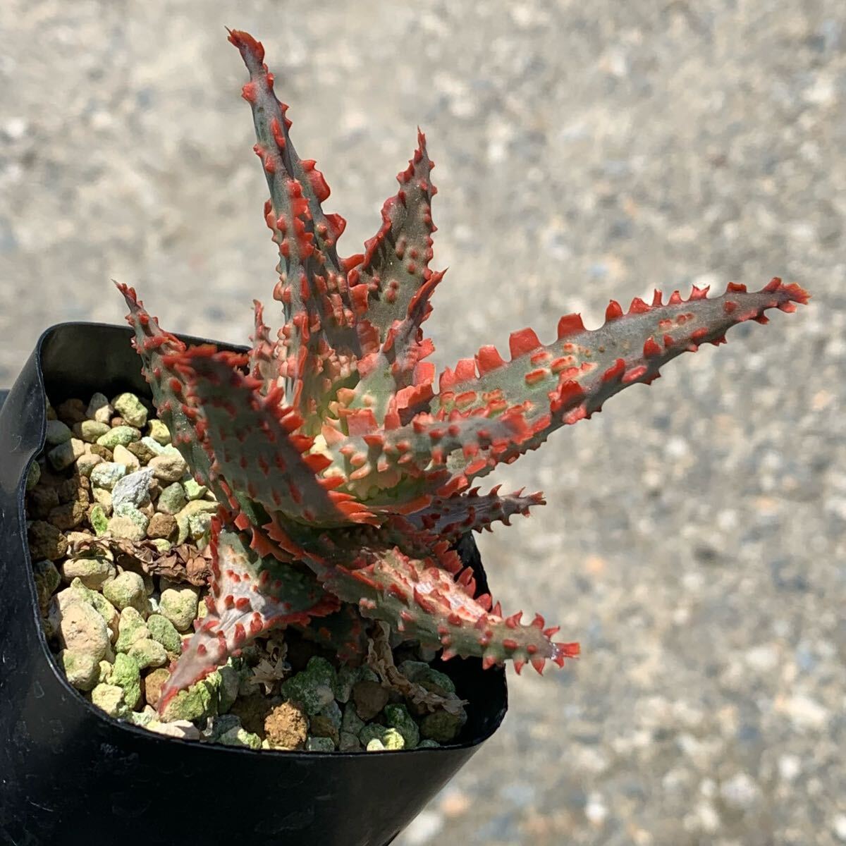 Yahoo!オークション - 01 Aloe hyb アロエハイブリッド スイセイ系（花...