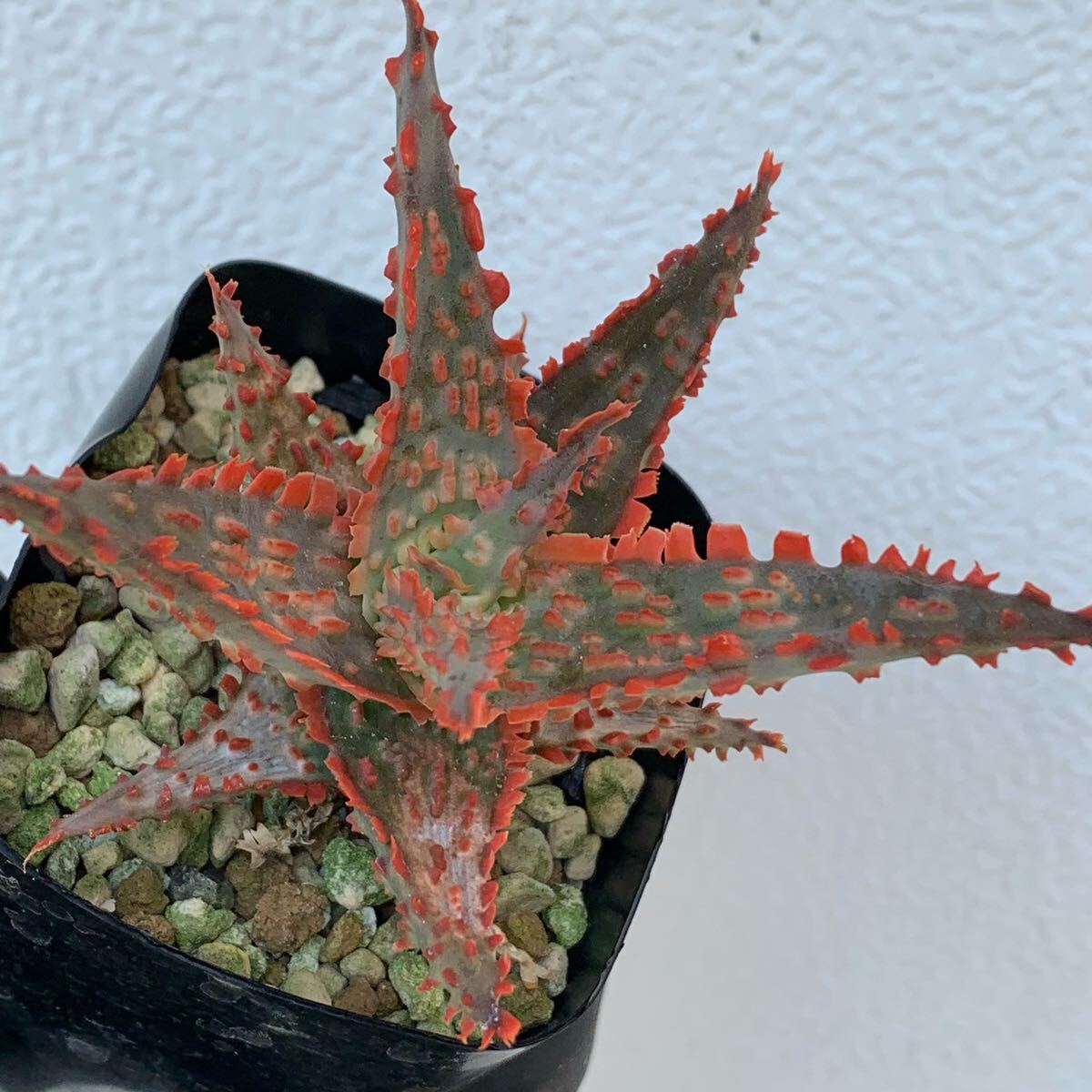 Yahoo!オークション - 01 Aloe hyb アロエハイブリッド スイセイ系（花...