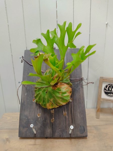 Yahoo!オークション - F114ビカクシダ プラティケリウム Mサイズ リド...