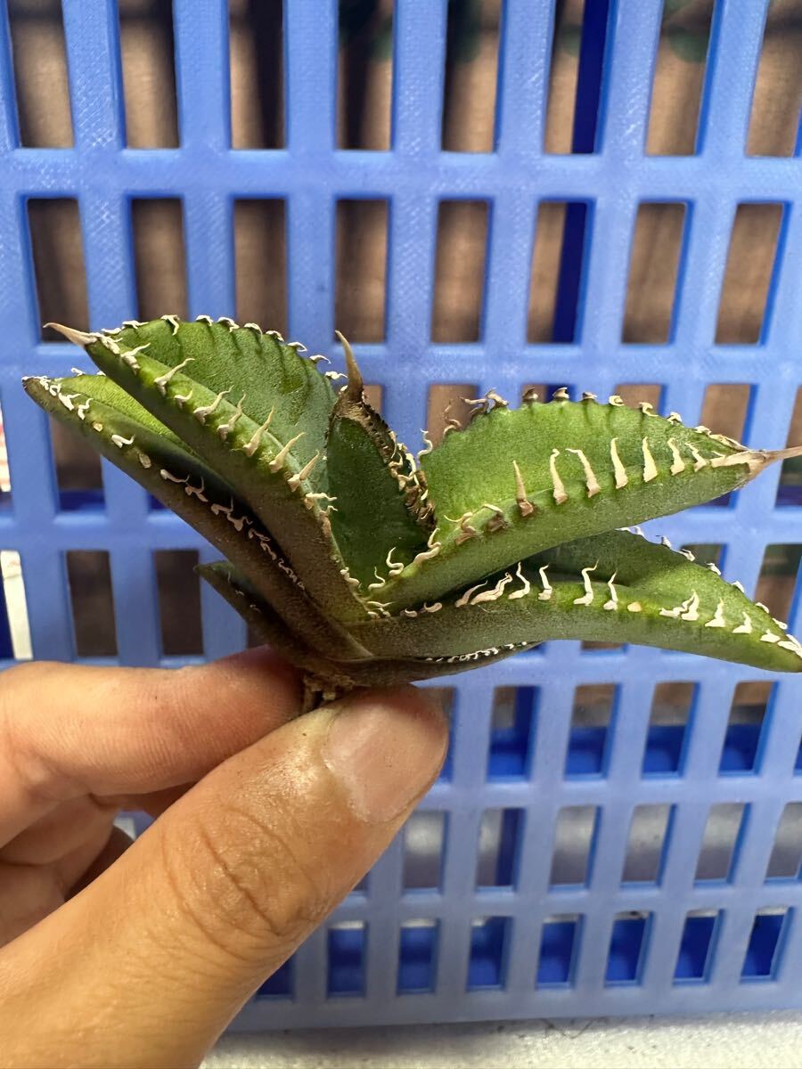 Yahoo!オークション - 【FJ Agave】c73アガベ悪魔くん 特選TC株