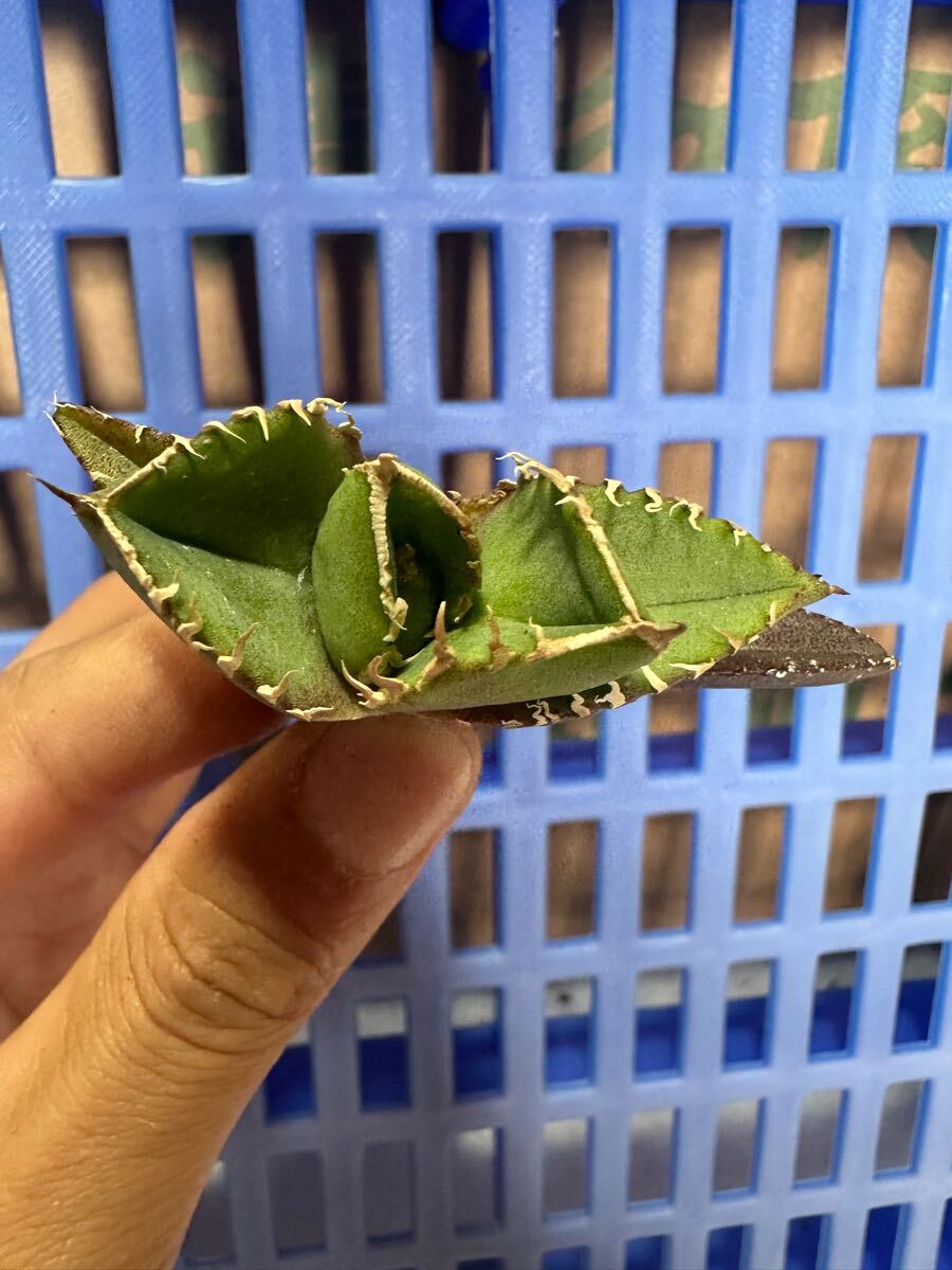 Yahoo!オークション - 【FJ Agave】c90アガベ清桜 特選TC株