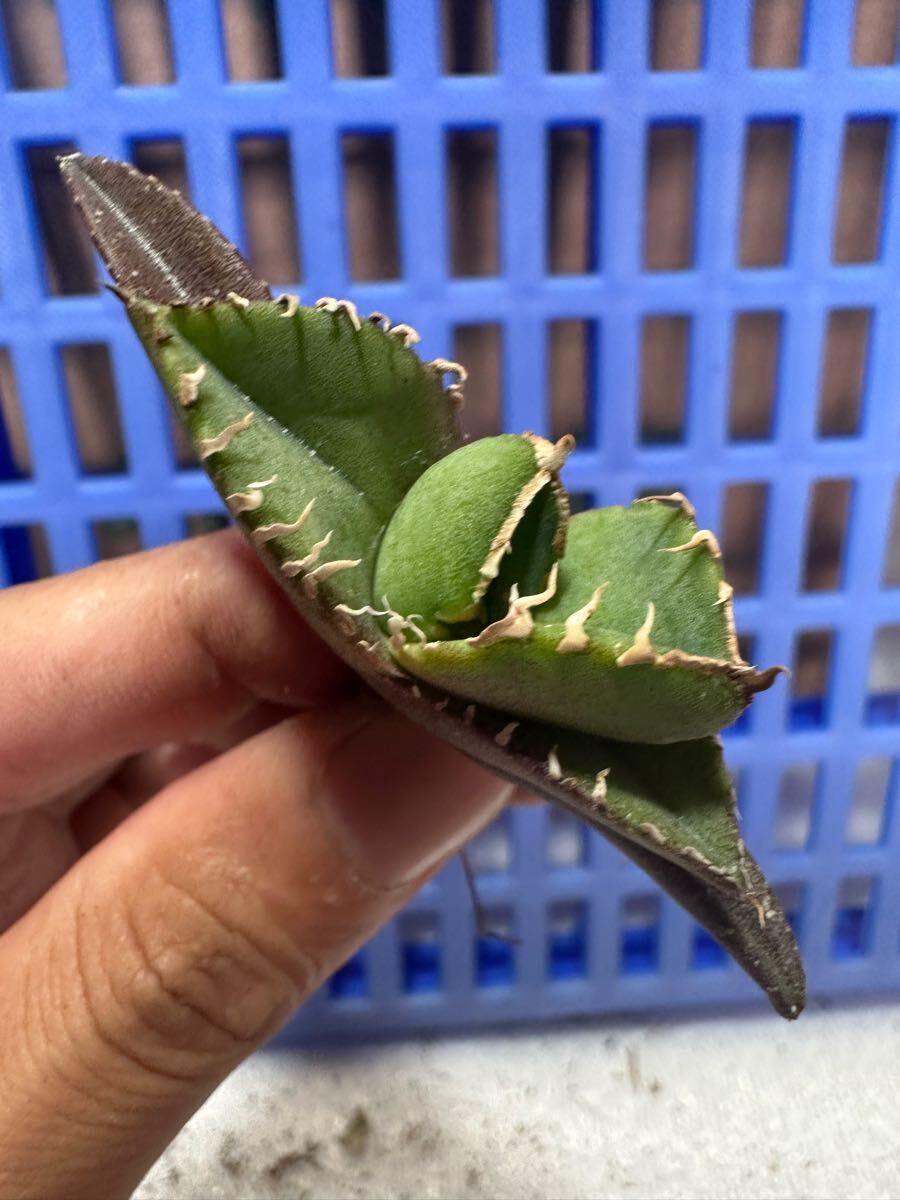 Yahoo!オークション - 【FJ Agave】m69アガベ清桜 特選TC株