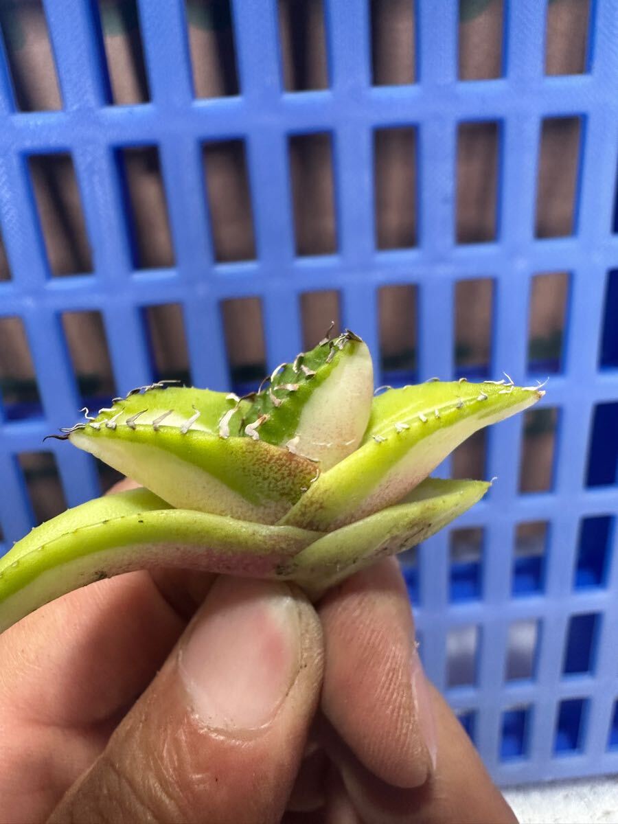 Yahoo!オークション - 【FJ Agave】m84アガベ純血錦 正宗白中斑錦 特白...