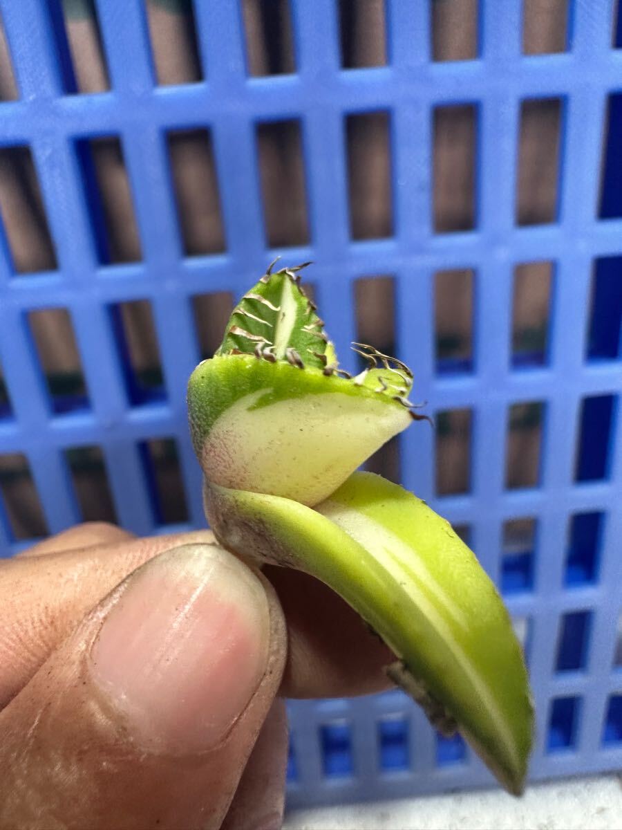 Yahoo!オークション - 【FJ Agave】m84アガベ純血錦 正宗白中斑錦 特白...