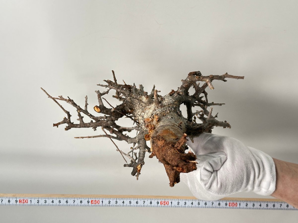 Yahoo!オークション - C0004 Commiphora foliacea コミフォラ フォリア...