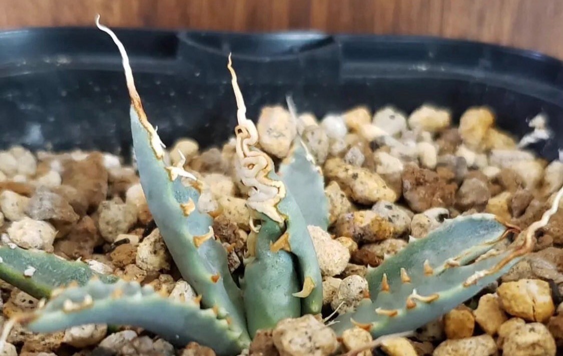 Yahoo!オークション - AG18 アガベ Agave utahensis eborispina ユタエ...