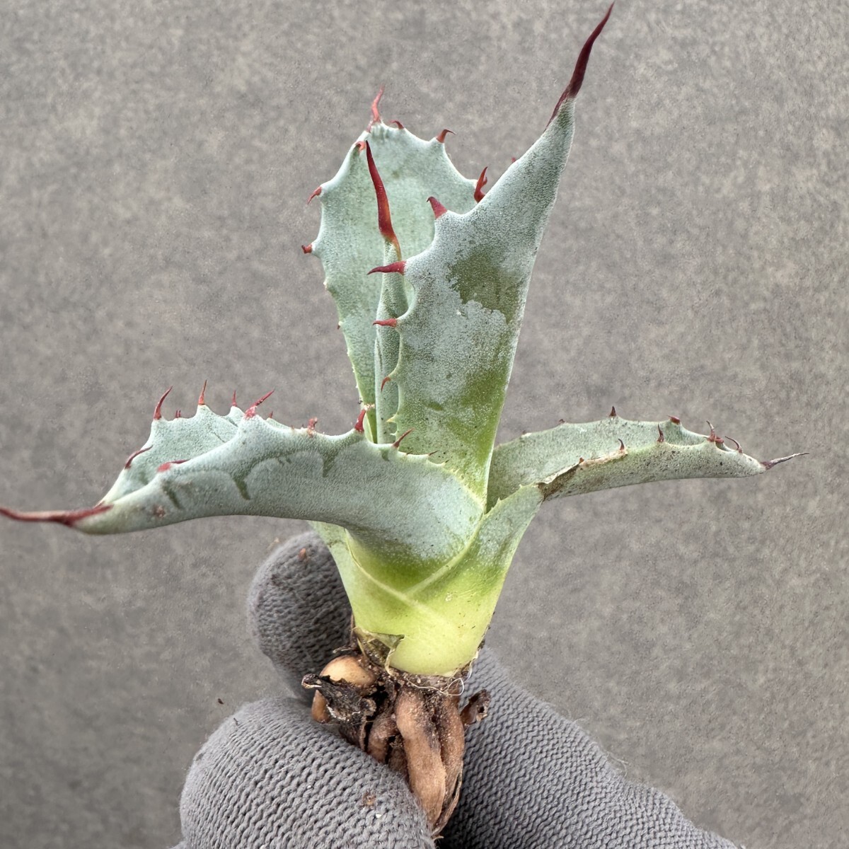 Yahoo!オークション - AF22 多肉植物 アガベ ハイブリッド パラサナ×...