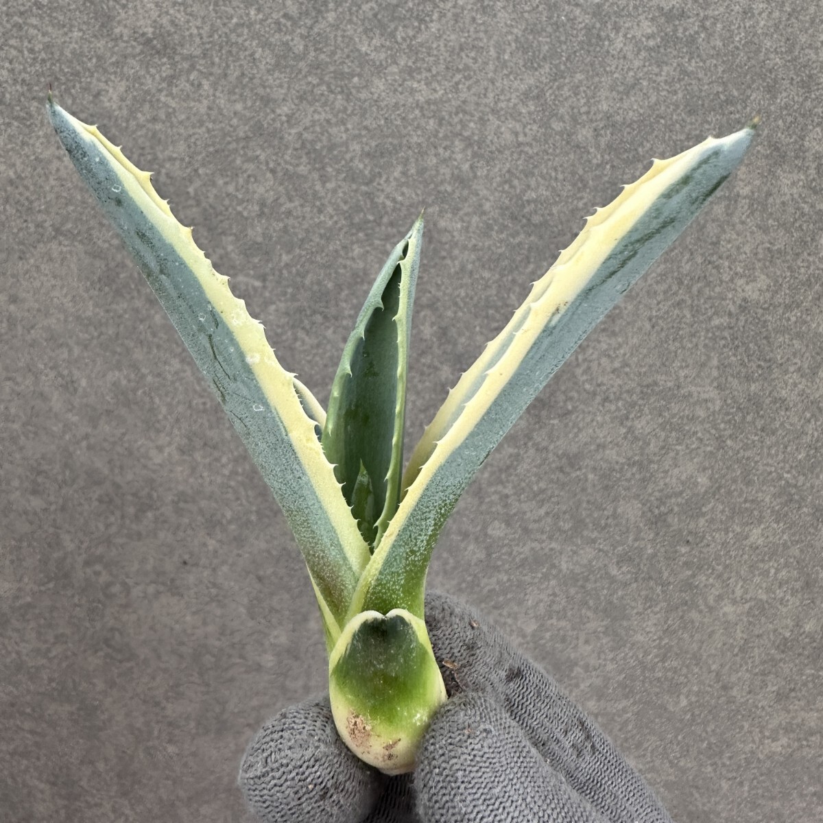 Yahoo!オークション - AG2 多肉植物 アガベ チタノタ サルミアナ リッ...