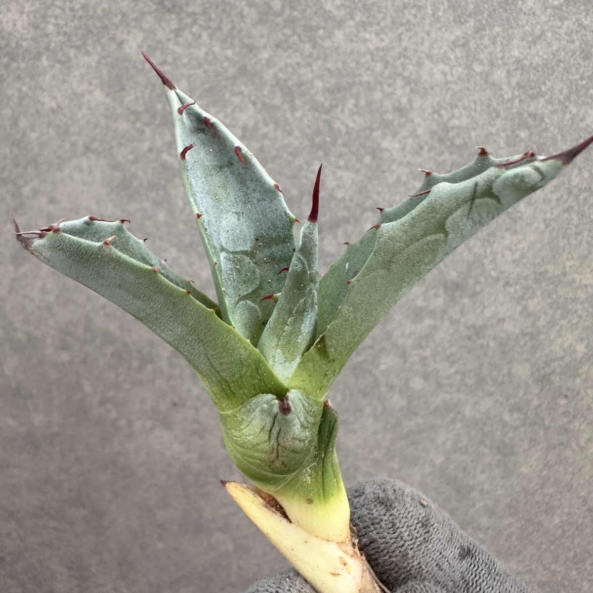 Yahoo!オークション - AG3 多肉植物 アガベ ハイブリッド パラサナ×イ...