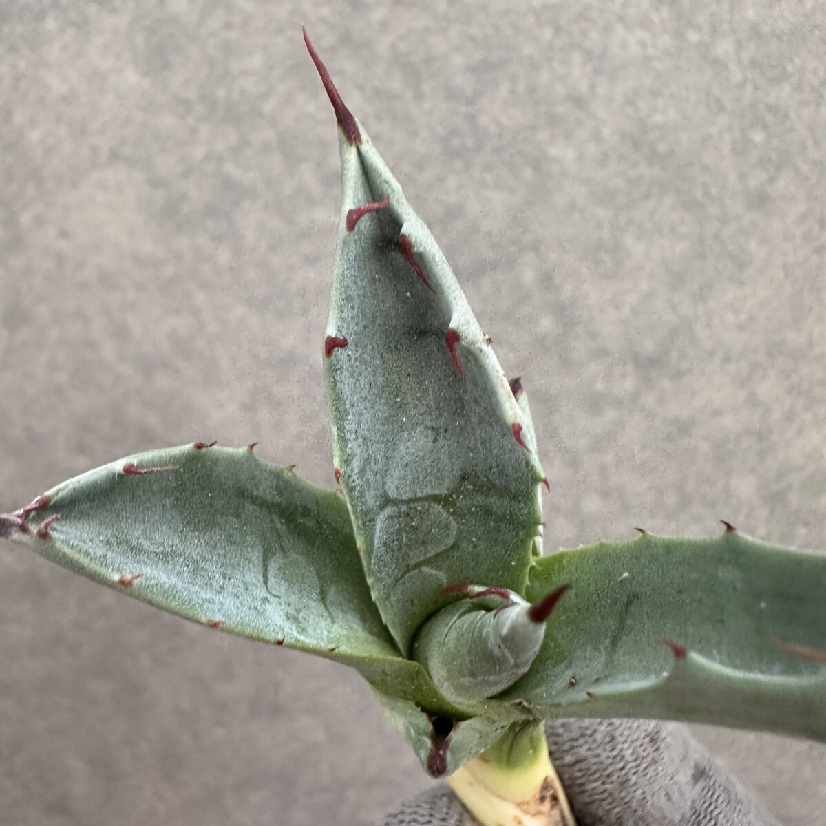 Yahoo!オークション - AG3 多肉植物 アガベ ハイブリッド パラサナ×イ...