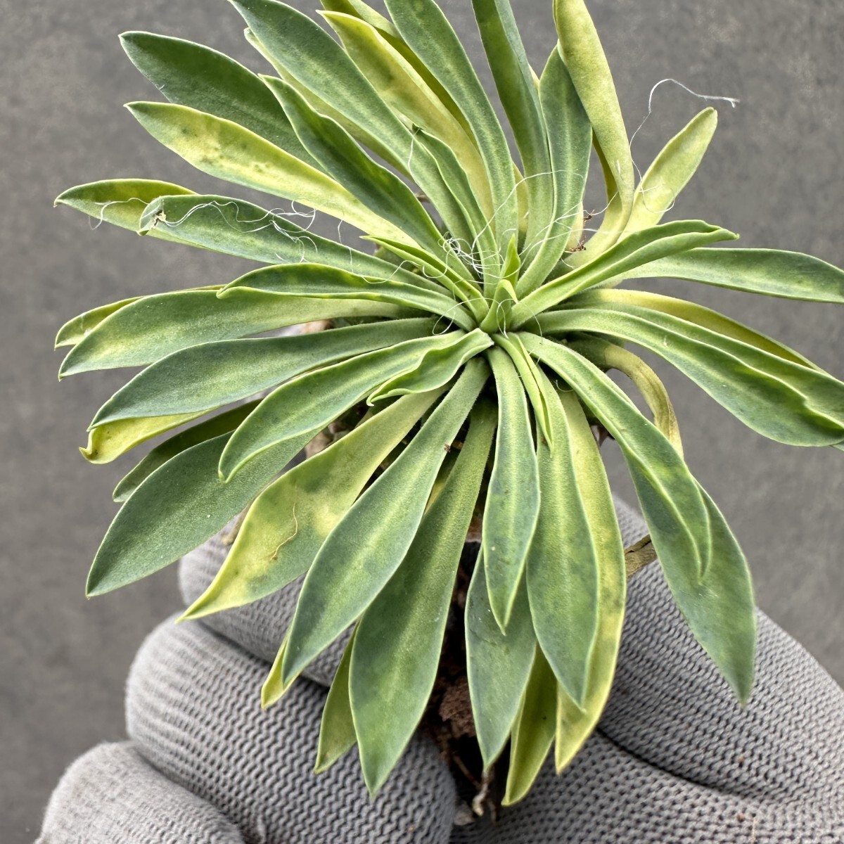 Yahoo!オークション - AH16 多肉植物 塊根植物 珍奇植物 オベ鉄 実生 ...