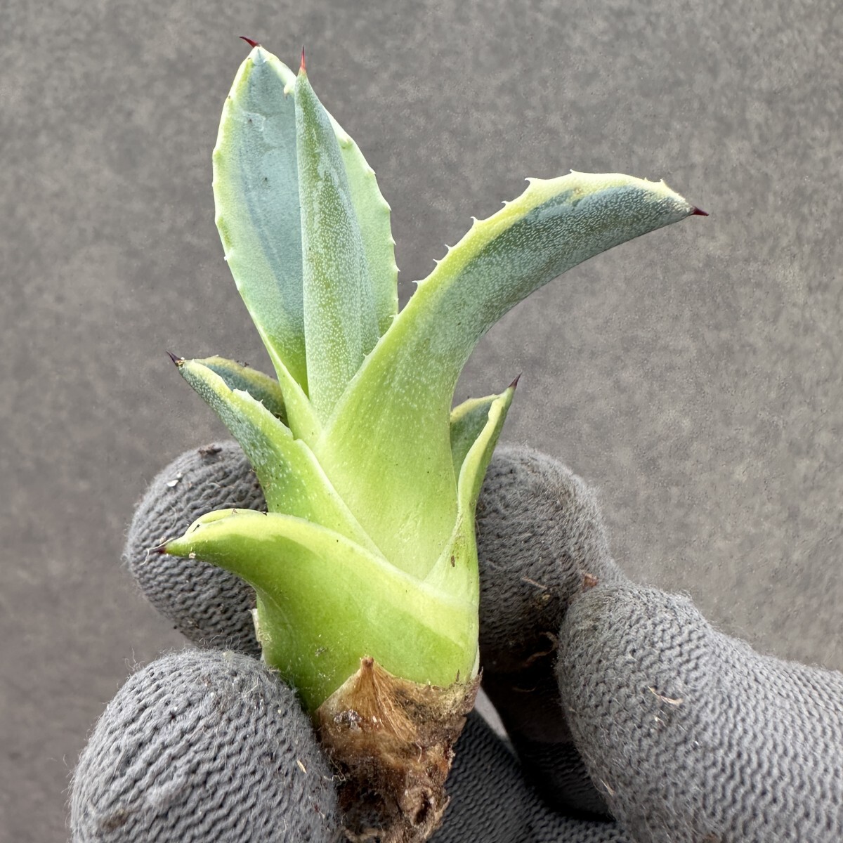 Yahoo!オークション - AA22 多肉植物 アガベ チタノタ サルミアナ リッ...