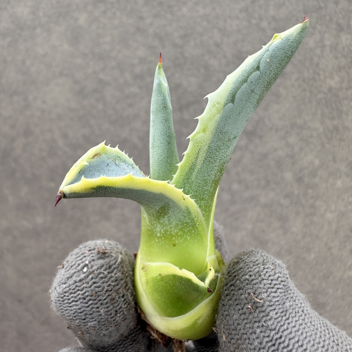 Yahoo!オークション - AA22 多肉植物 アガベ チタノタ サルミアナ リッ...