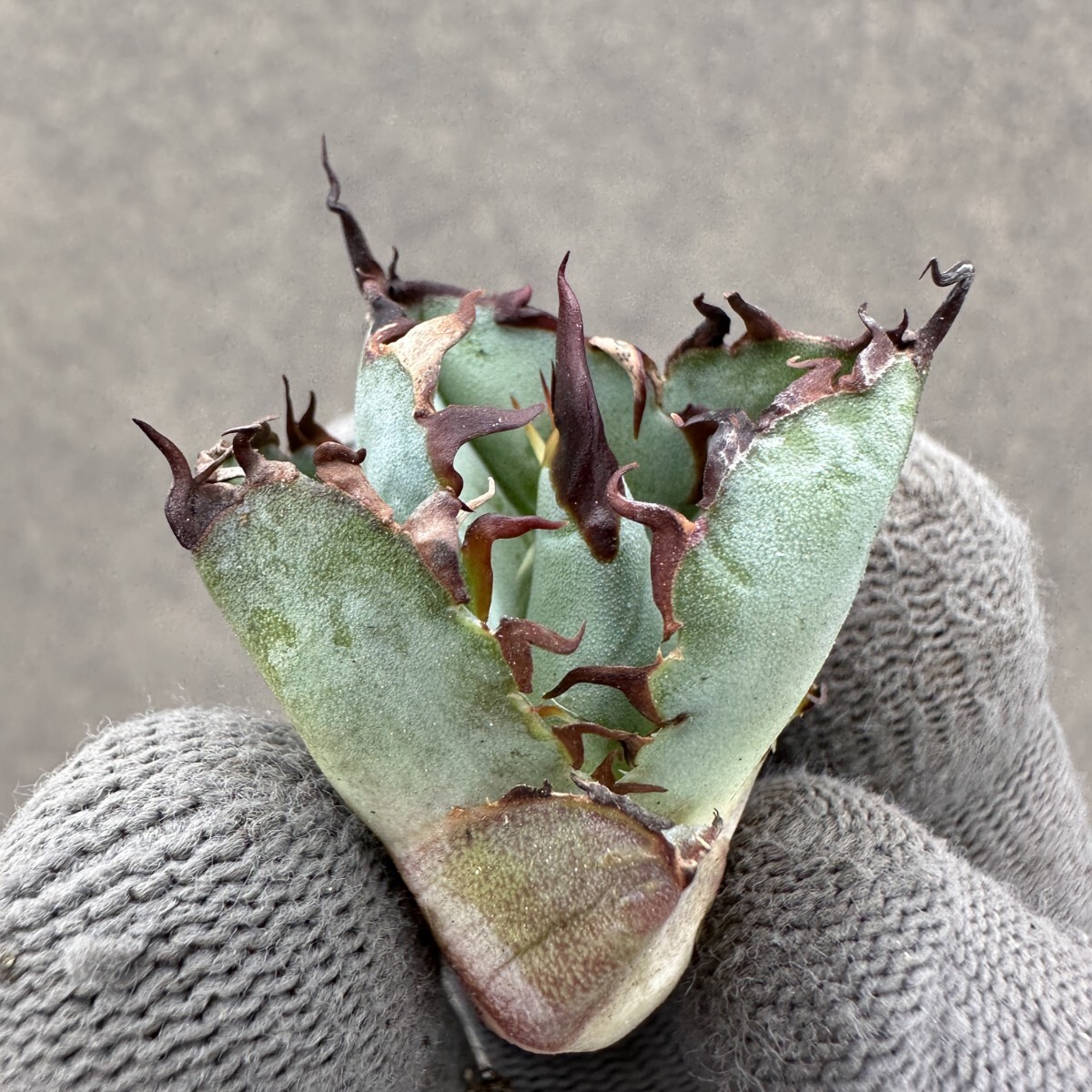 Yahoo!オークション - D49 多肉植物 アガベ チタノタ “BEAST” ビース...