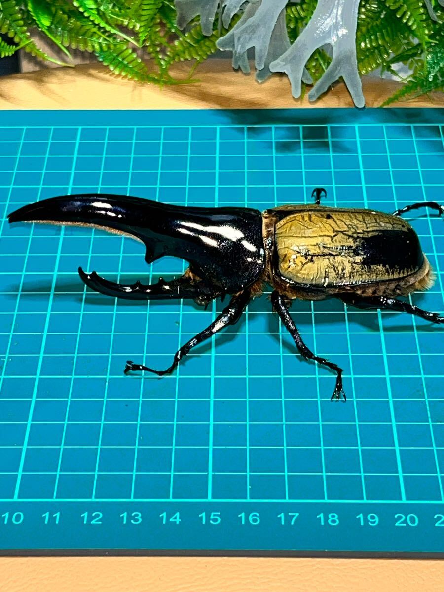 Yahoo!オークション - DH極太極短C68メテオホワイトLINEペアー