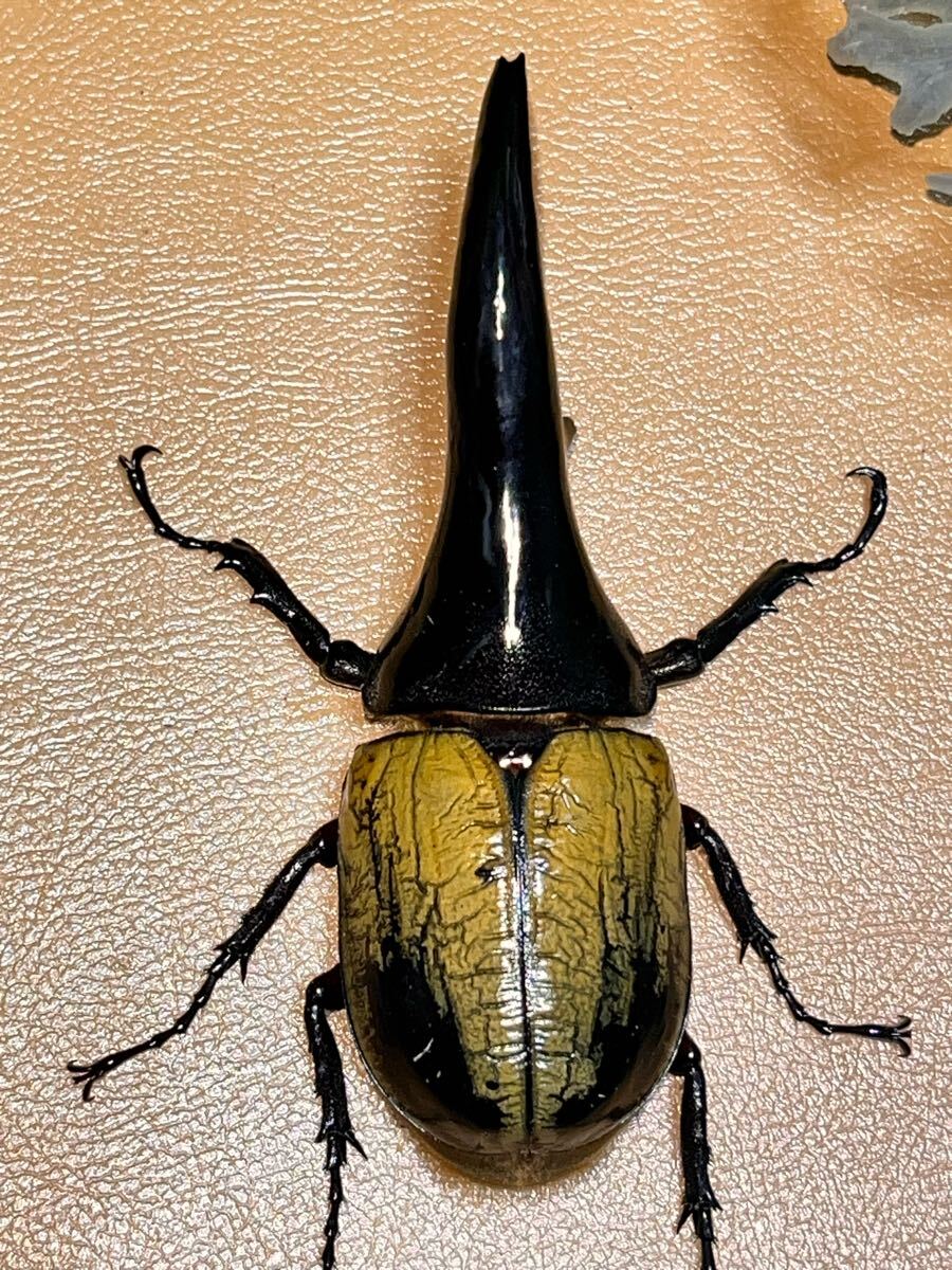 Yahoo!オークション - DH極太極短C68メテオホワイトLINEペアー