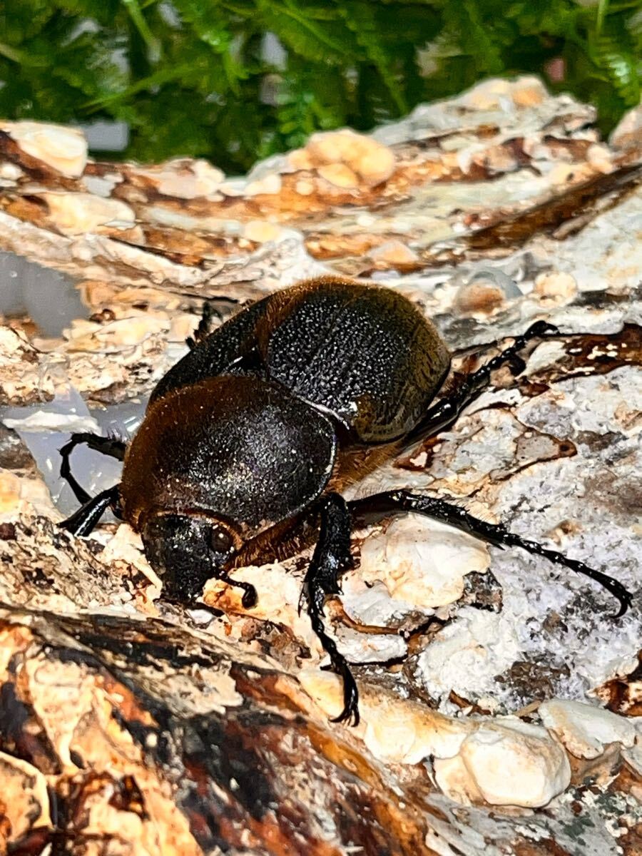 Yahoo!オークション - DH極太極短C68メテオホワイトLINEペアー