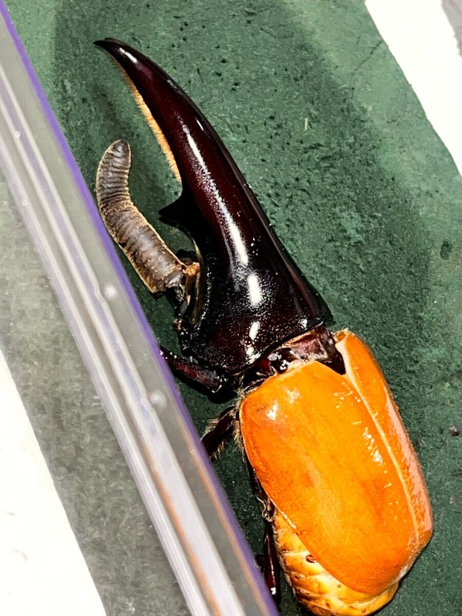 Yahoo!オークション - DH極太極短C68メテオホワイトLINEペアー