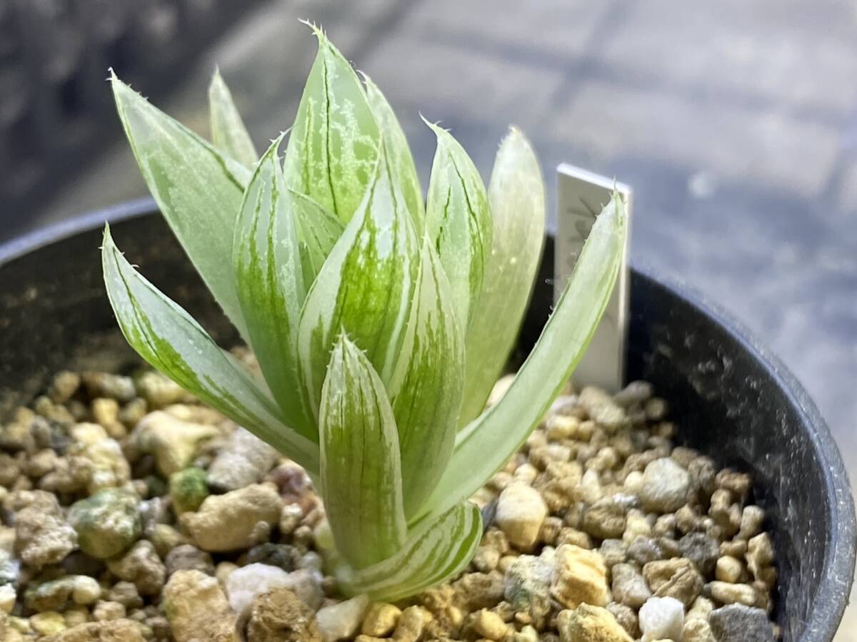 Yahoo!オークション - ハオルチア 仙女香