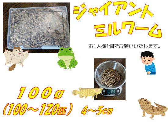 Yahoo!オークション - ジャイアントミルワーム 50g+10g