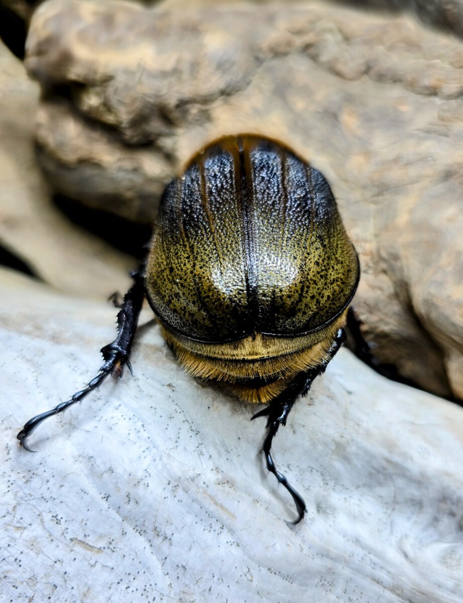 Yahoo!オークション - DHH-21【虫神蔵】DHヘラクレス ♀66mm×2頭 後食...