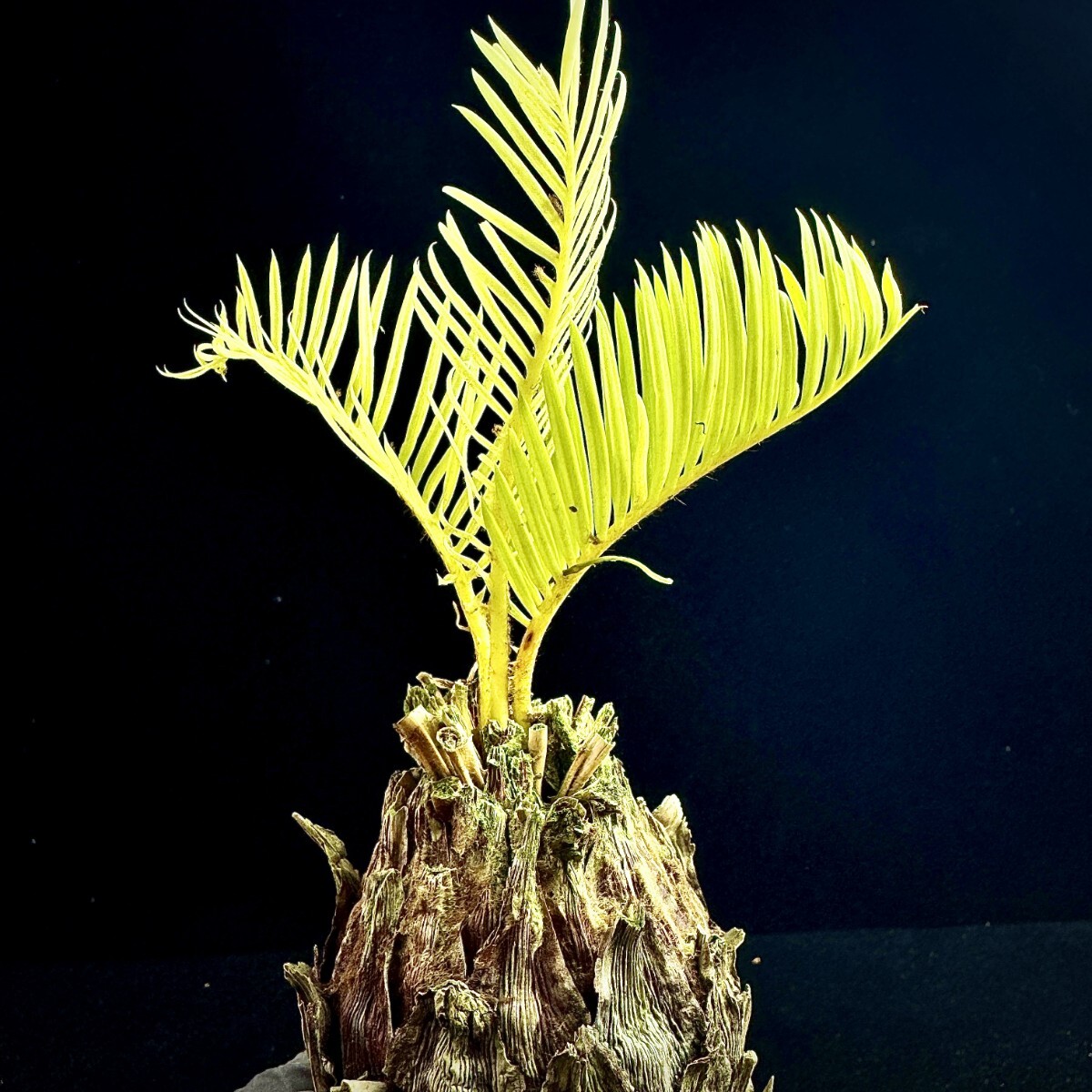 Yahoo!オークション - B89 ソテツ 蘇鉄錦 検索 サイカスレボルタ 黄金...