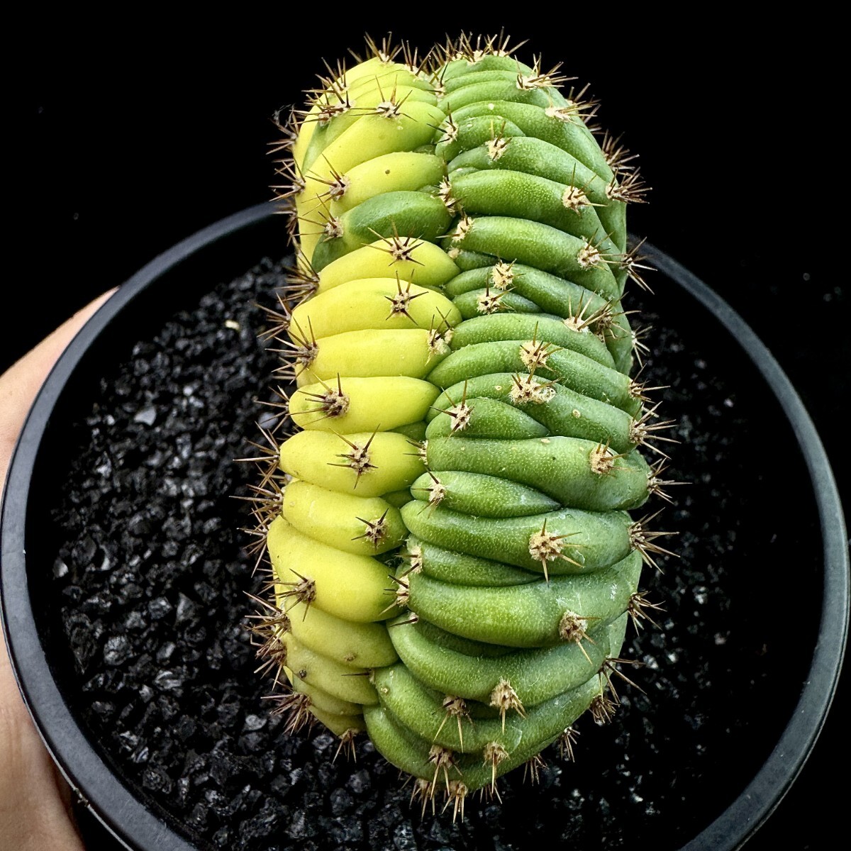 Yahoo!オークション - B99 多肉植物 サボテン アンデスインディオ秘伝 ...