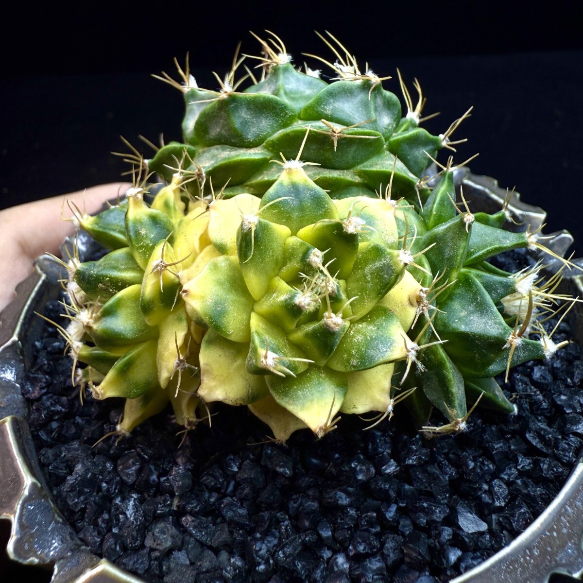 Yahoo!オークション - B306 オブレゴニア 帝冠錦 Obregonia denegrii f...