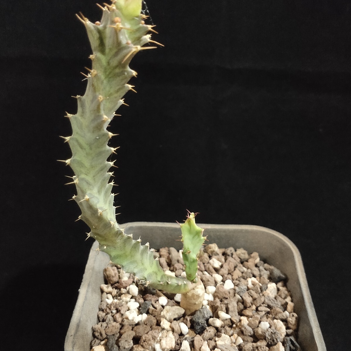 Yahoo!オークション - 1108 多肉植物 Euphorbia Tortirama ユーフォル...