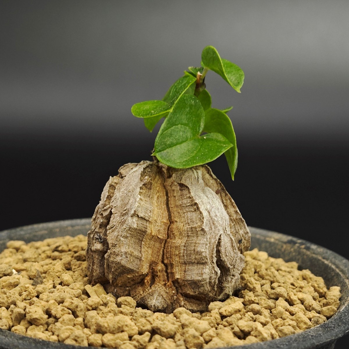 Yahoo!オークション - アフリカ亀甲竜 / ディオスコレア エレファンテ...