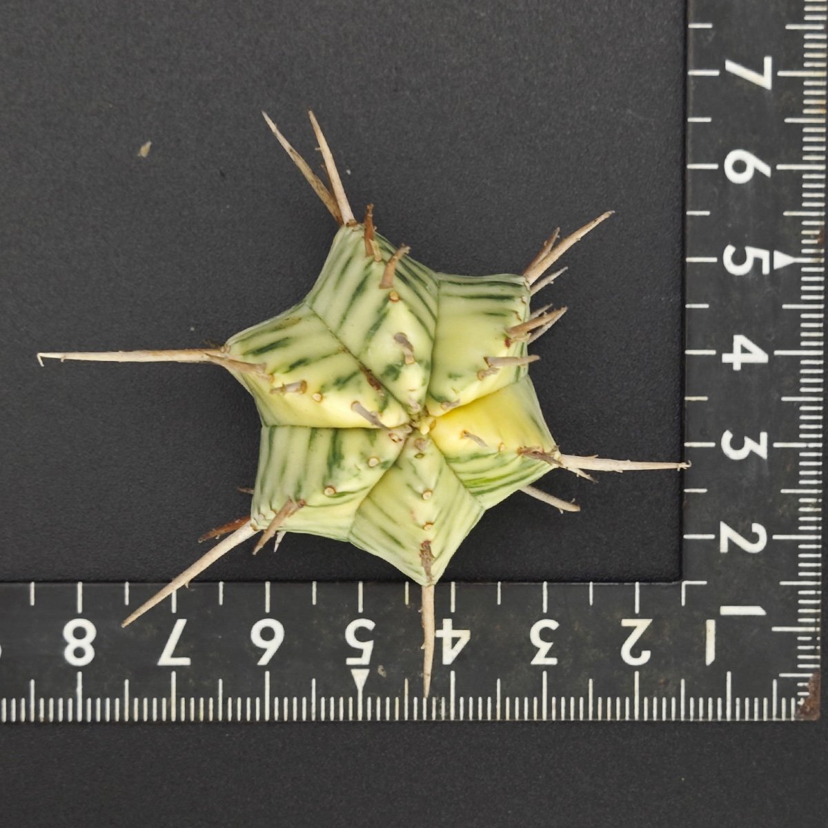 Yahoo!オークション - ユーフォルビア メロフォルミス錦 A0629【カキ仔...