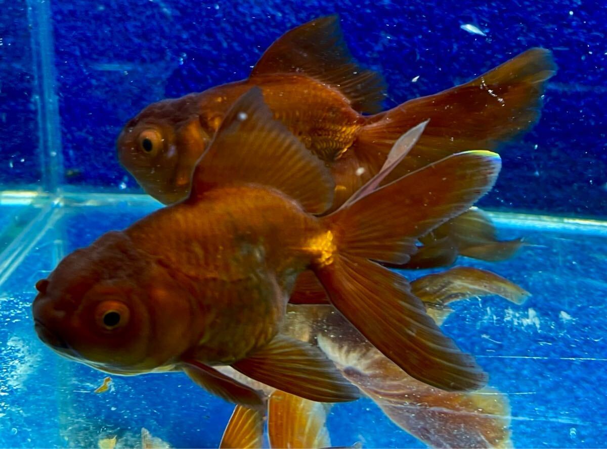 Yahoo!オークション - 《京都TOTO屋》6国産茶金2歳ペア10cm 6cmキョー...