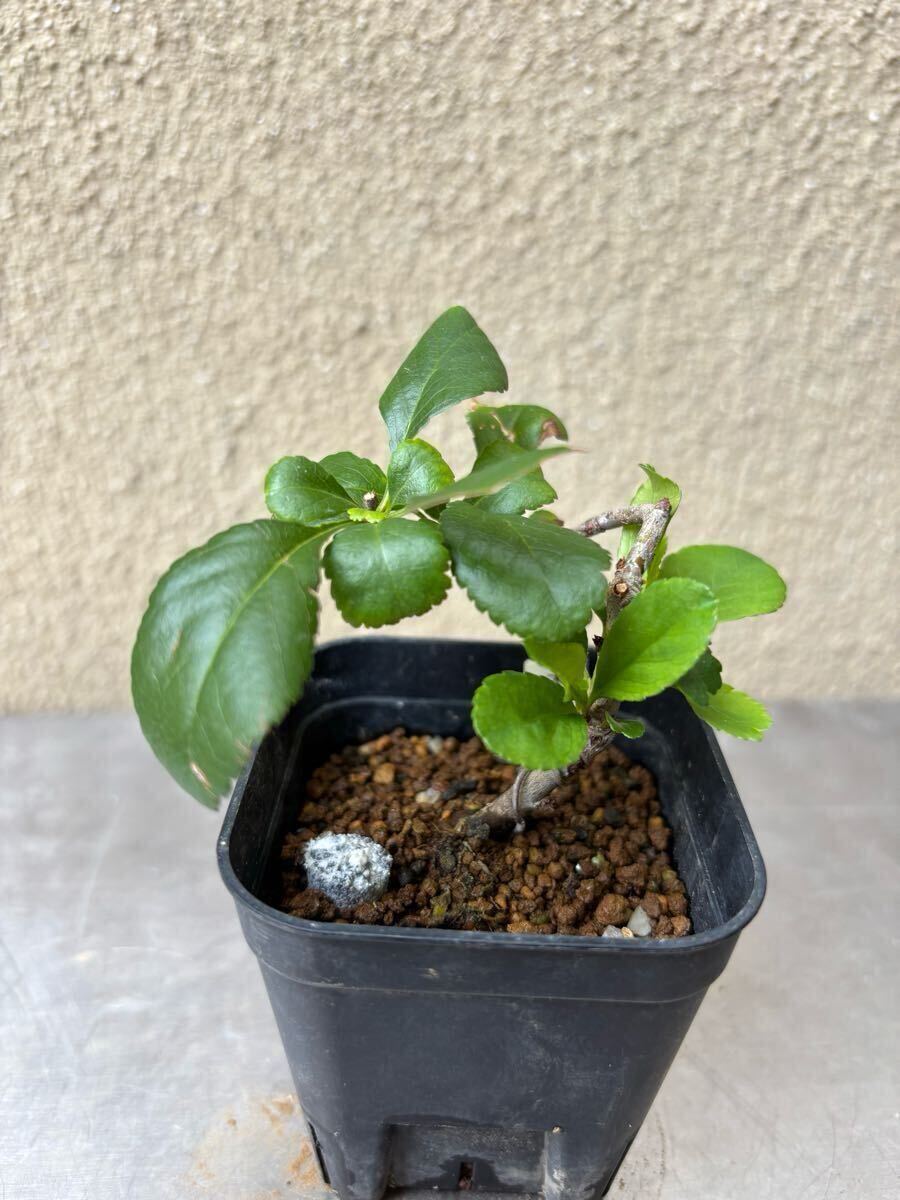 Yahoo!オークション - ミニ盆栽素材 木瓜