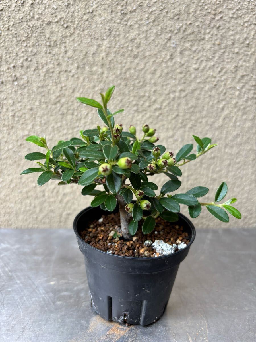 Yahoo!オークション - ミニ盆栽素材 白紫檀(実付き)