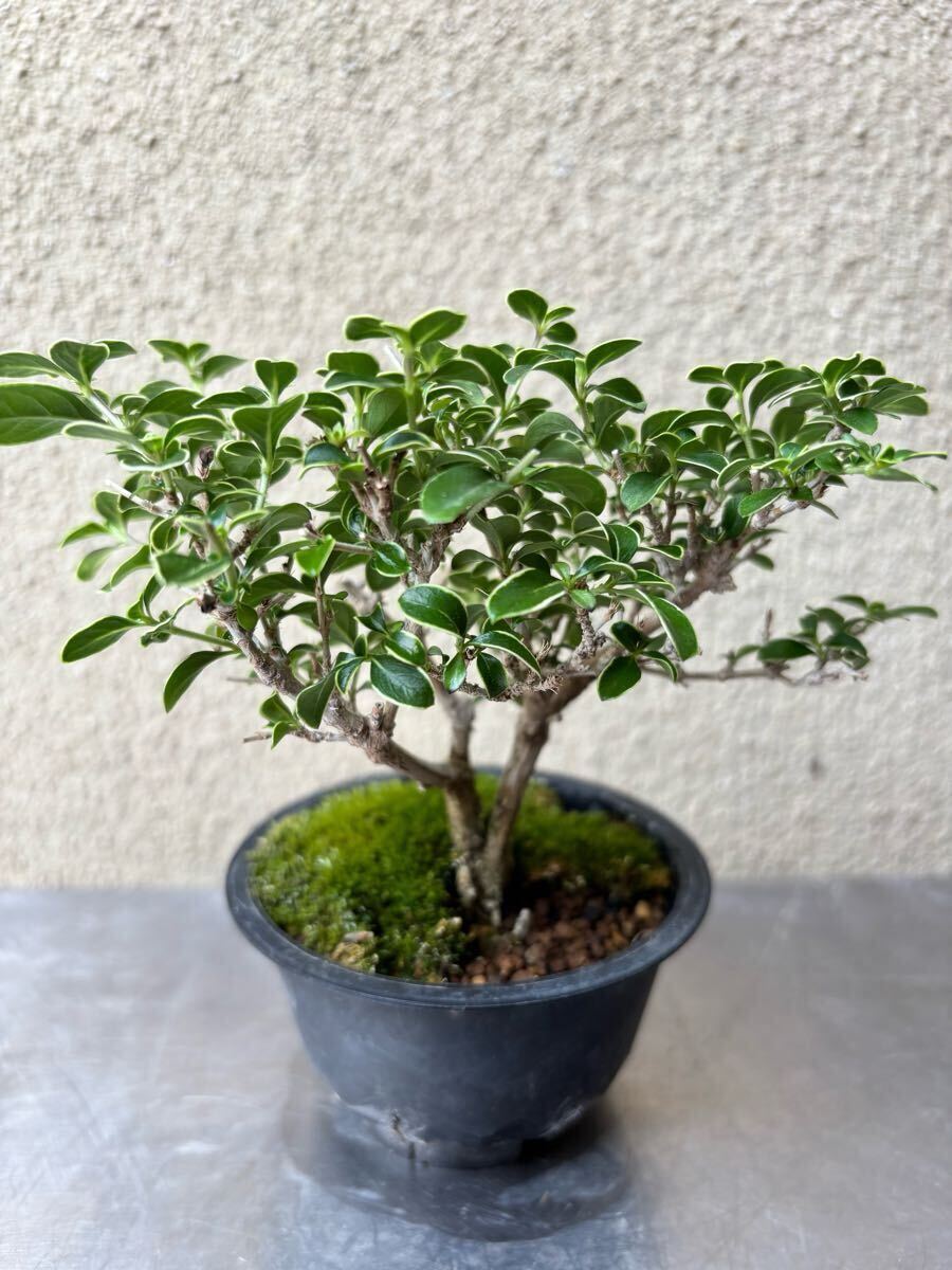 Yahoo!オークション - 斑入り白鳥花