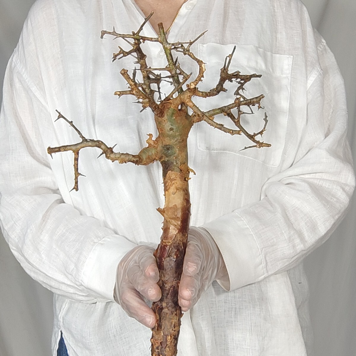 Yahoo!オークション - 【直輸入】ミルラ H024 コミフォラ・ミルラ 塊根...