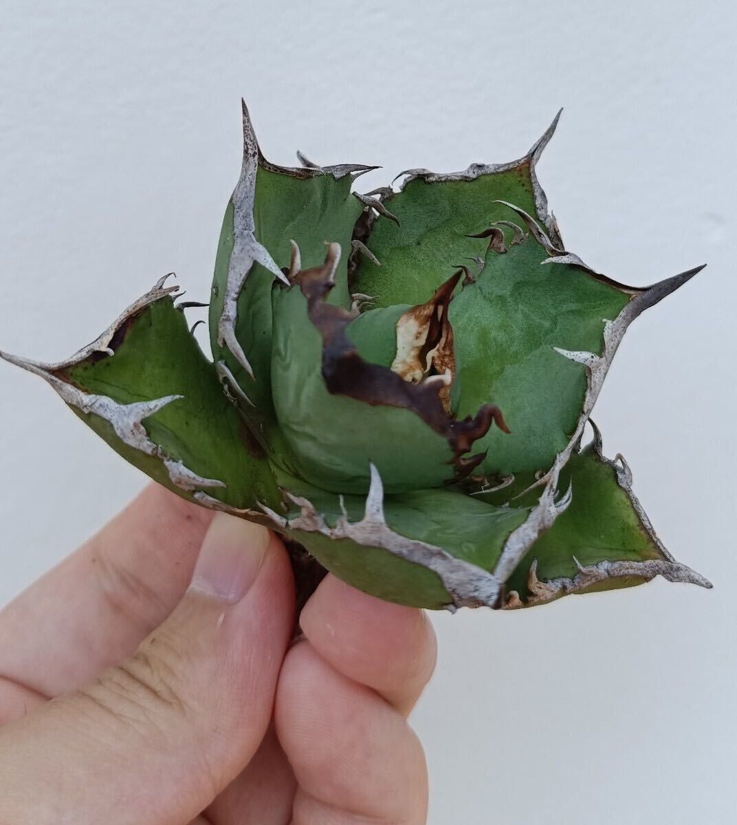 Yahoo!オークション - インドネシア便 アガベ シエラミクスティカ Agav...