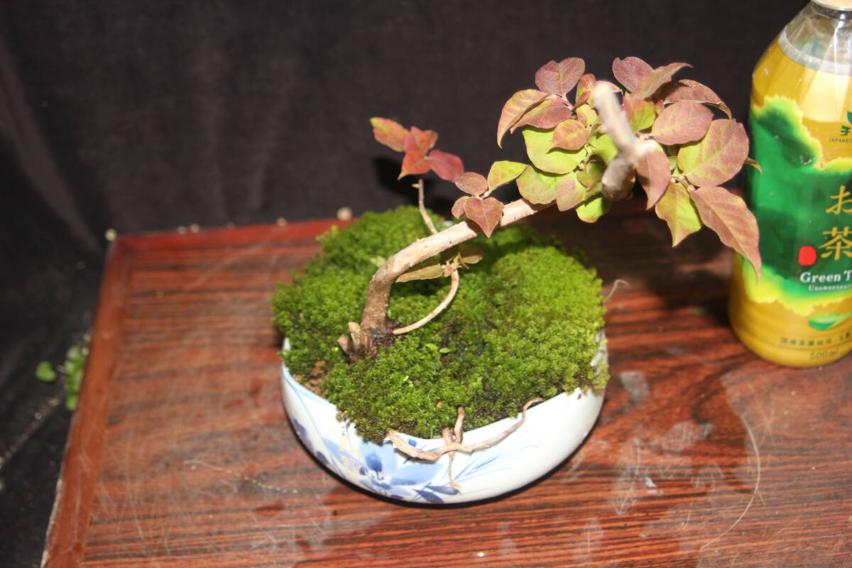 Yahoo!オークション - ナツハゼ 素材 A