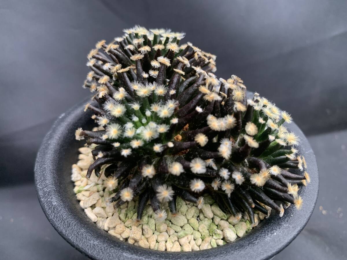 Yahoo!オークション - サボテン・多肉植物 B56 黒肌明星