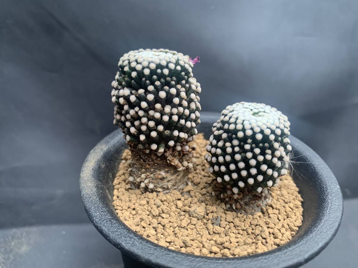 Yahoo!オークション - サボテン・多肉植物 B62 ルエッティ