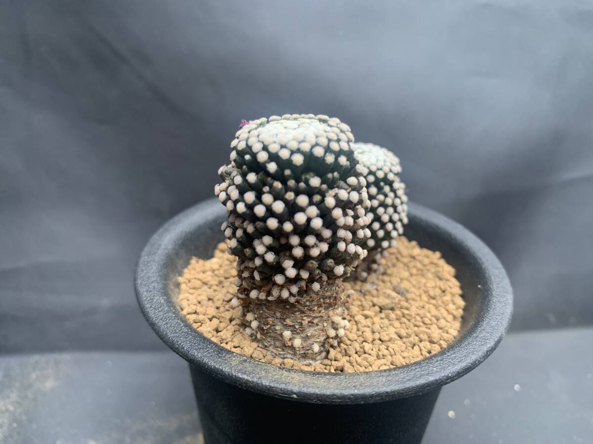 Yahoo!オークション - サボテン・多肉植物 B62 ルエッティ