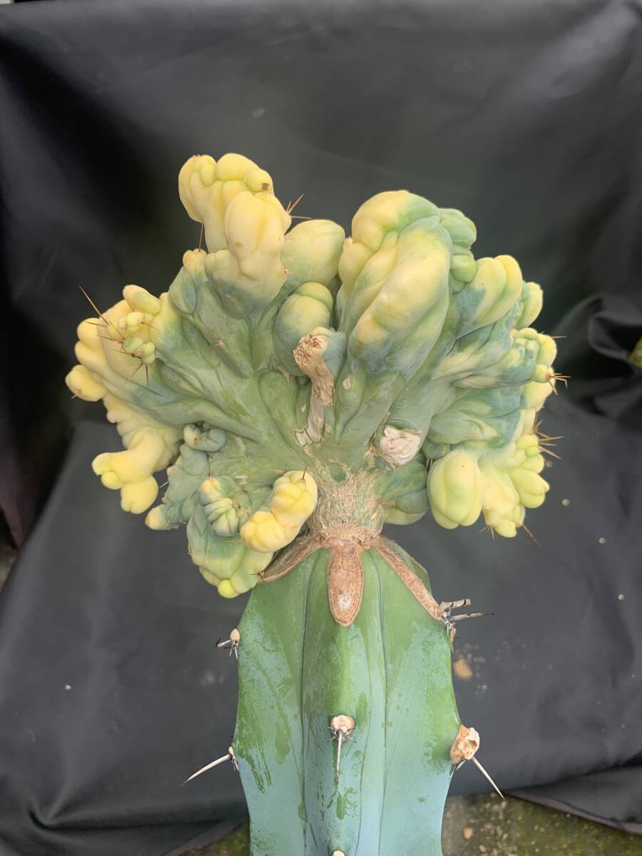 Yahoo!オークション - サボテン・多肉植物 B78 成程柱錦モンスト