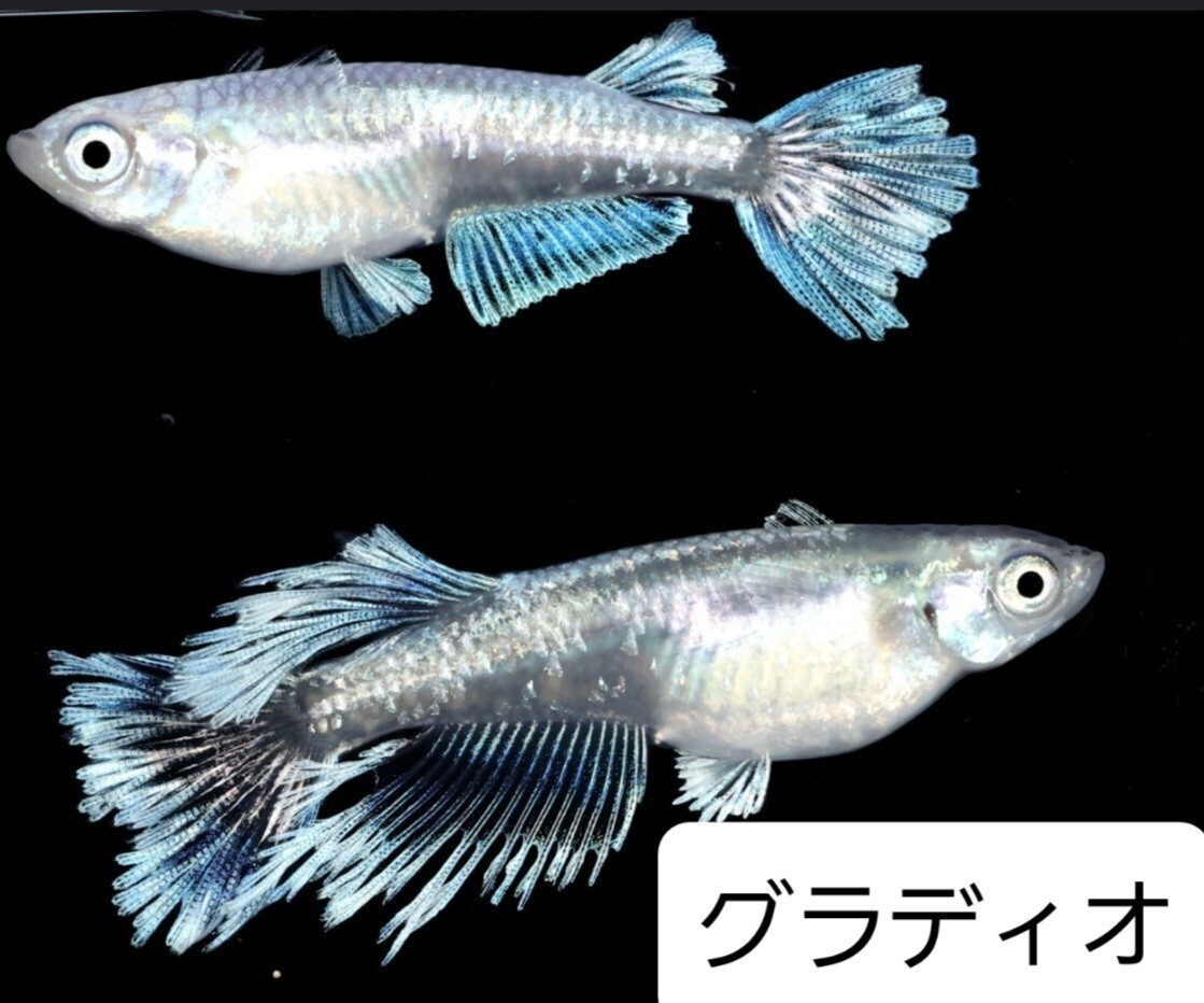 Yahoo!オークション - 飛輪（ひりん）Fuji aqua green様直系15匹 墨...