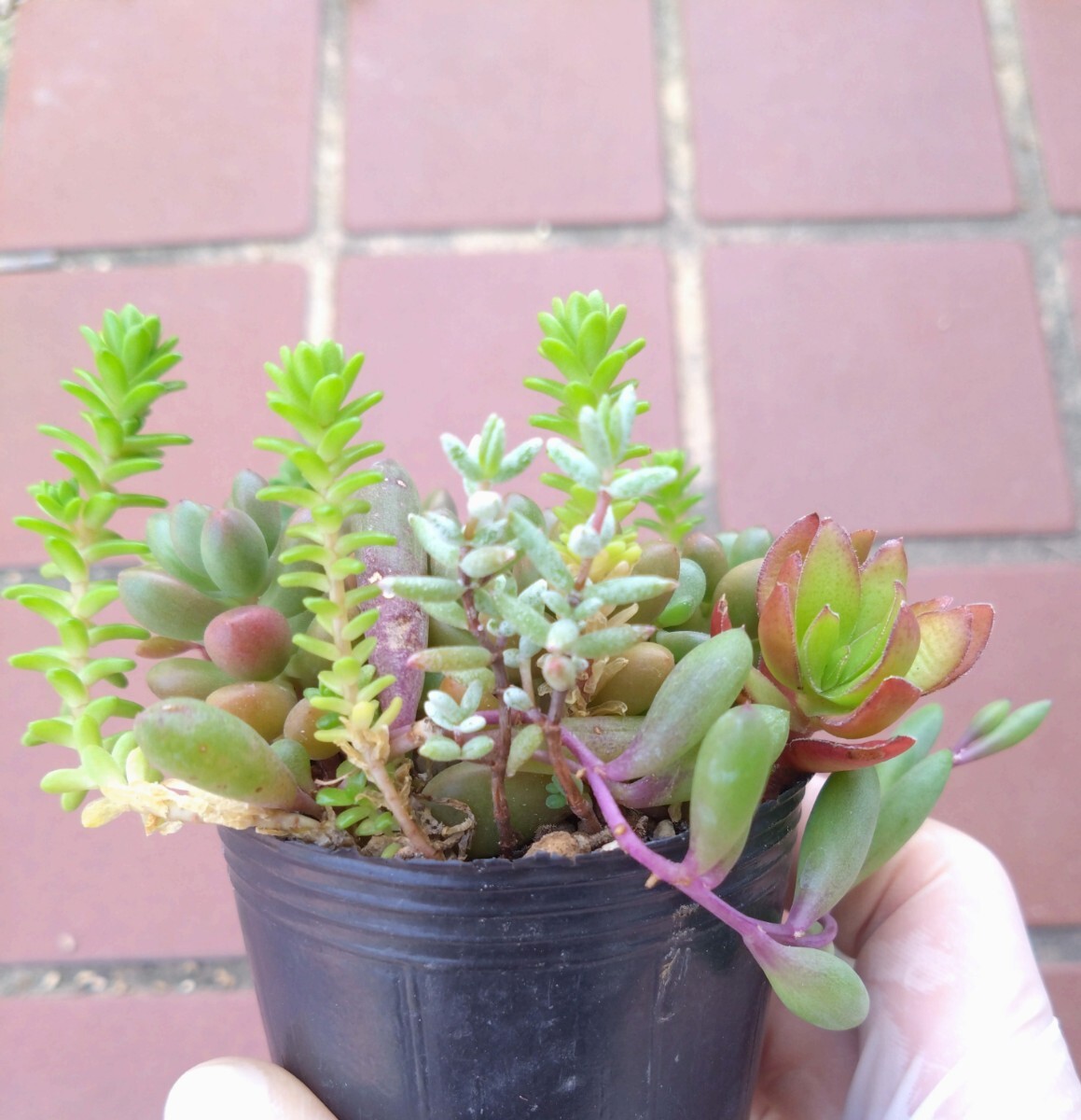 Yahoo!オークション - ⑤ 多肉植物 エケベリア セダム 寄せ植え 盛合せ