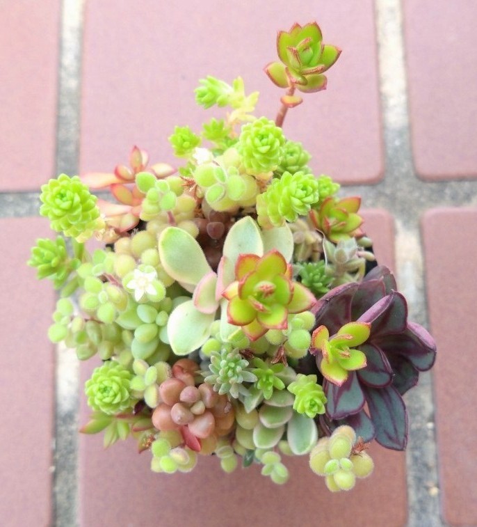 Yahoo!オークション - ⑥ 多肉植物 エケベリア セダム 寄せ植え 盛合せ