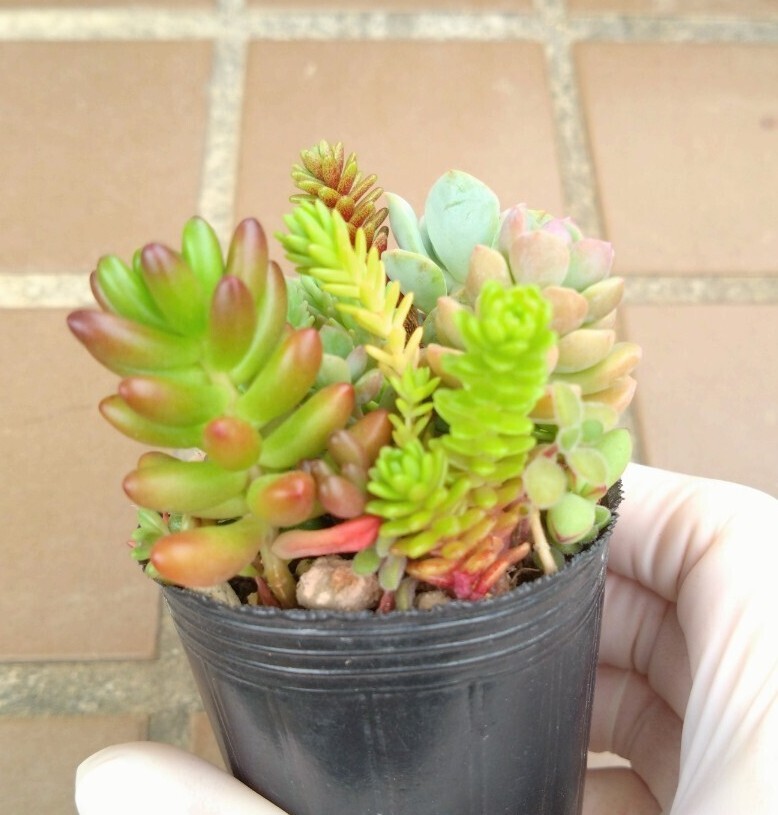 Yahoo!オークション - ① 多肉植物 エケベリア セダム 寄せ植え 盛合せ...