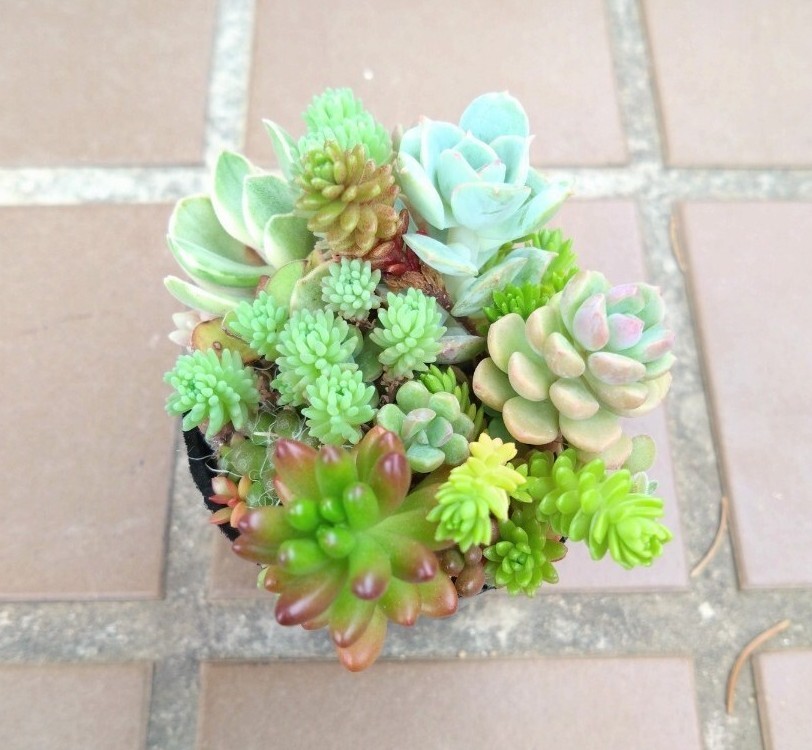 Yahoo!オークション - ① 多肉植物 エケベリア セダム 寄せ植え 盛合せ...